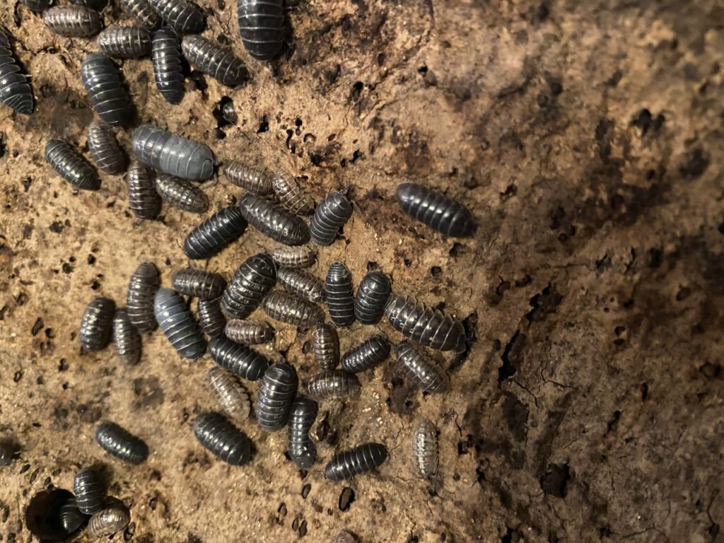 Isopod Wild Mix Isopods (100ct) – 123INSECTS